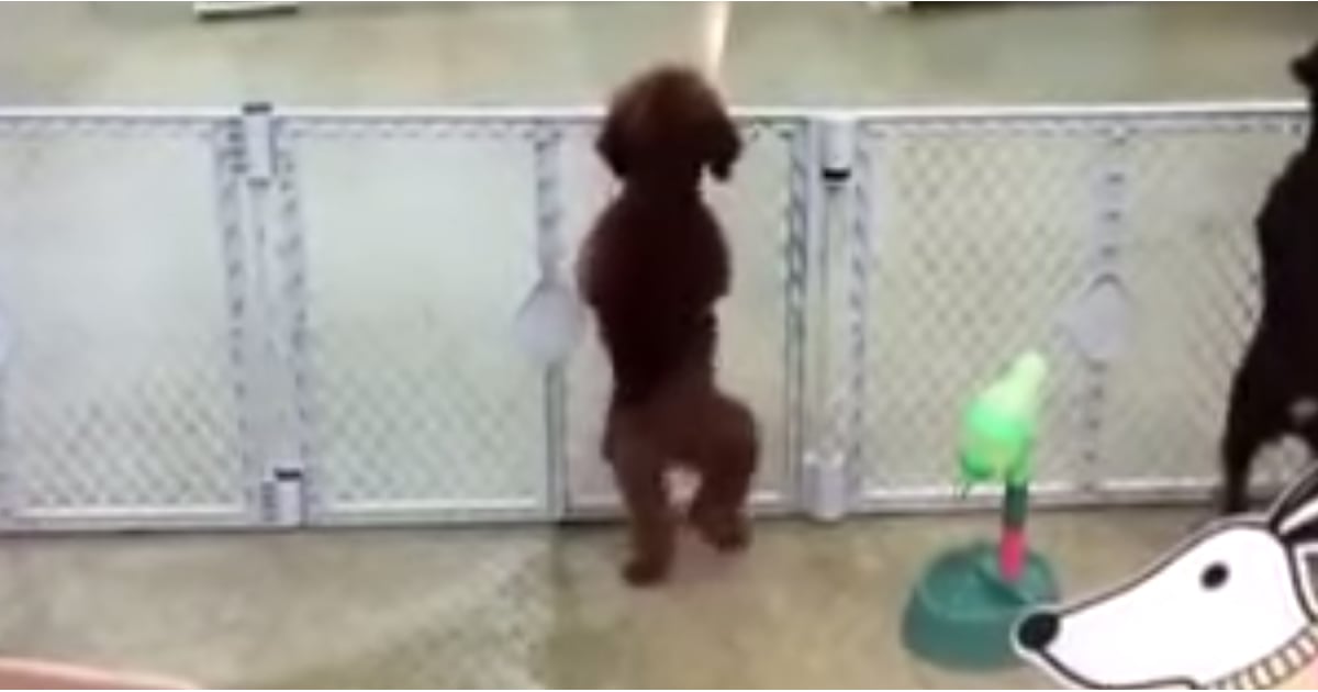Excited Puppy Dancing | Video | POPSUGAR Pets