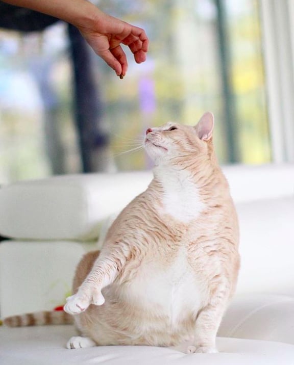 Photos of Bronson the 33-Pound Cat | POPSUGAR UK Parenting