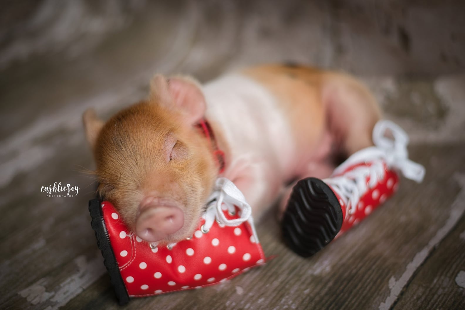 Adorable Newborn Piglet Photo Shoot Pictures | PS Pets