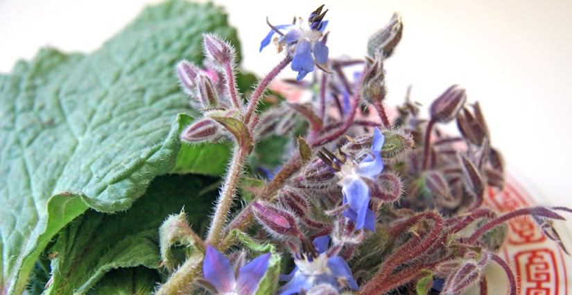 Uses For Borage | PS Food
