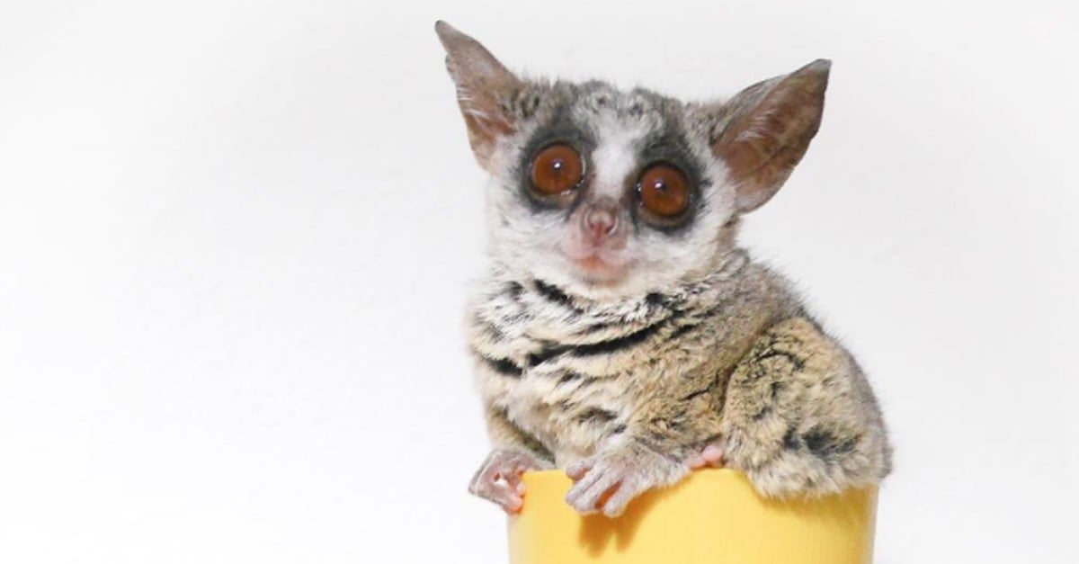 Cute Bush Baby on Instagram | Pizzatoru | PS UK Tech