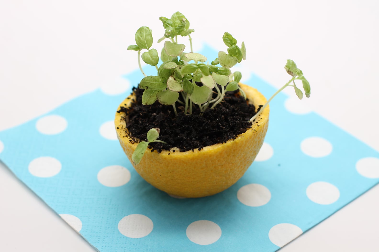 Gardening Hacks | PS Home