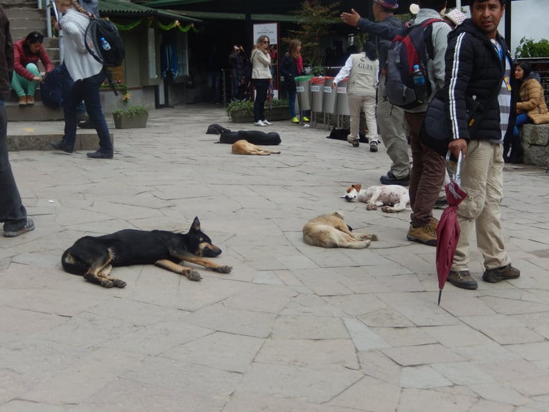 Street Dogs in Peru | PS Pets