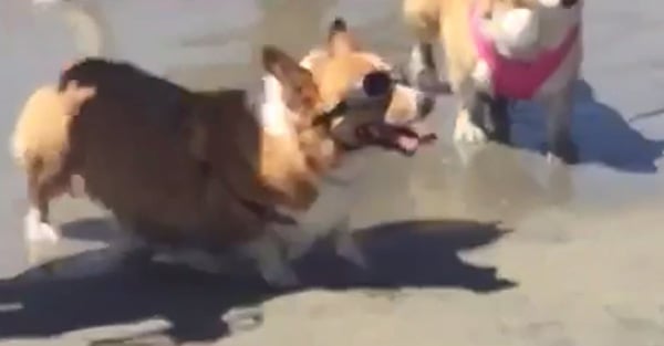Corgi Wearing Goggles at the Beach | Video | POPSUGAR Celebrity