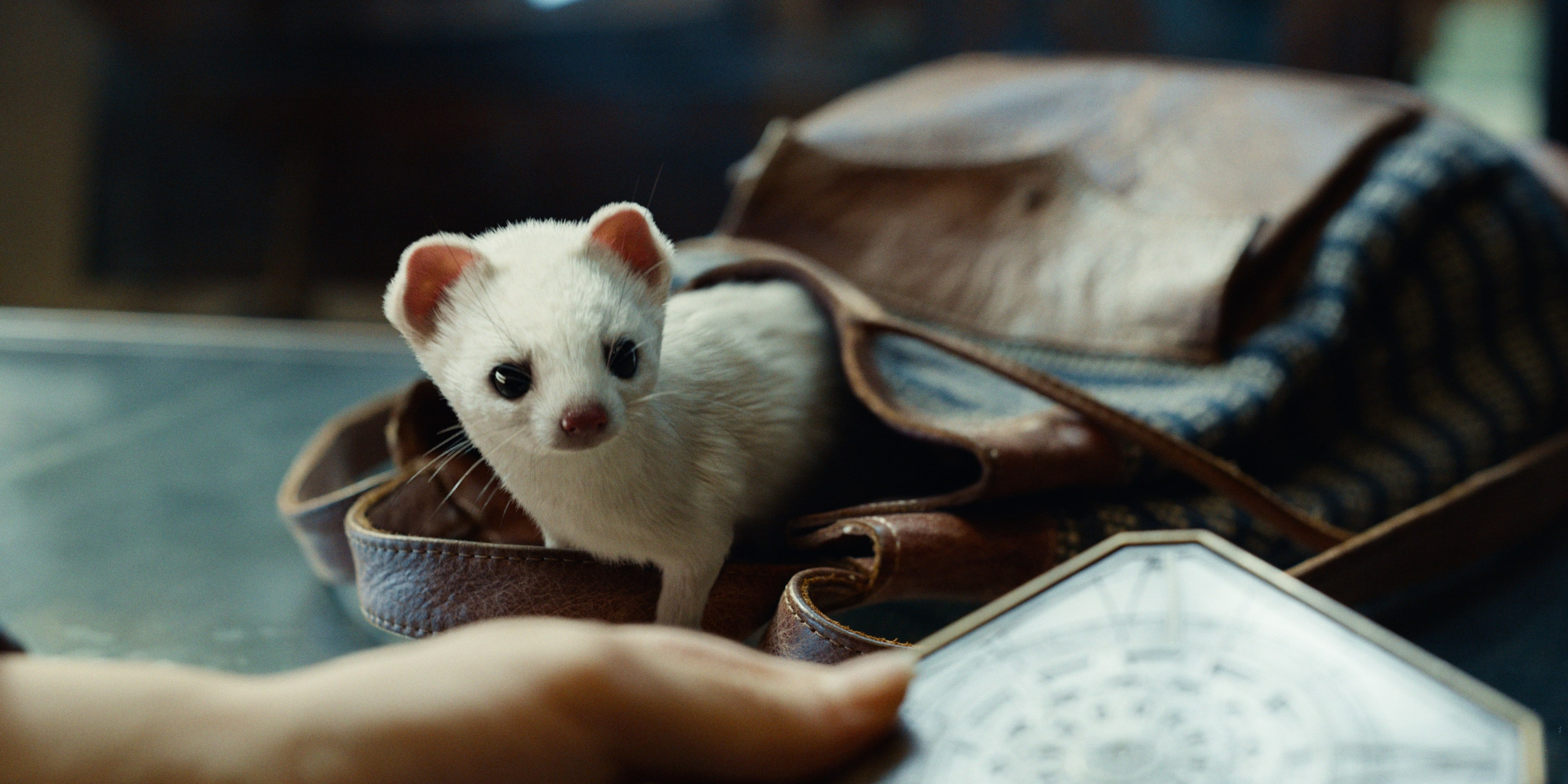 Who Are All of the Daemons on His Dark Materials? | PS Entertainment