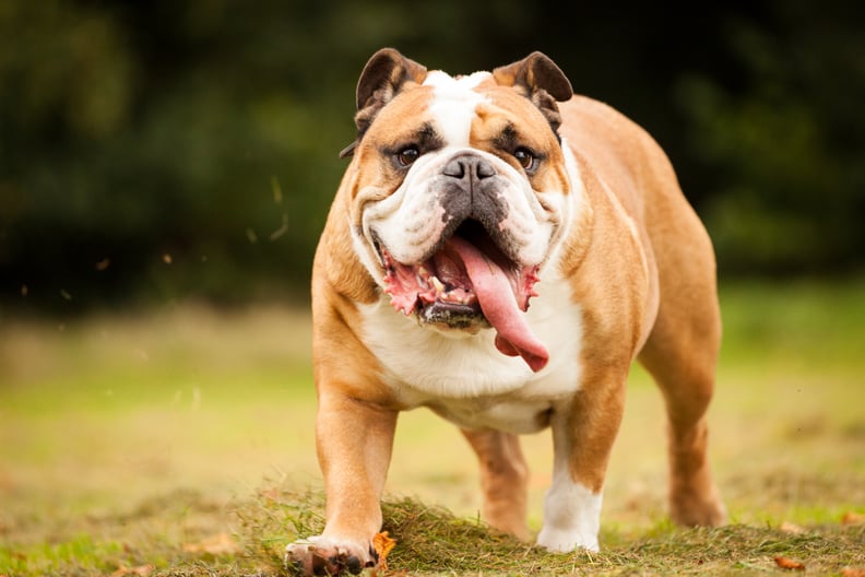 Which Dog Breed Are You by Zodiac Sign | POPSUGAR Pets