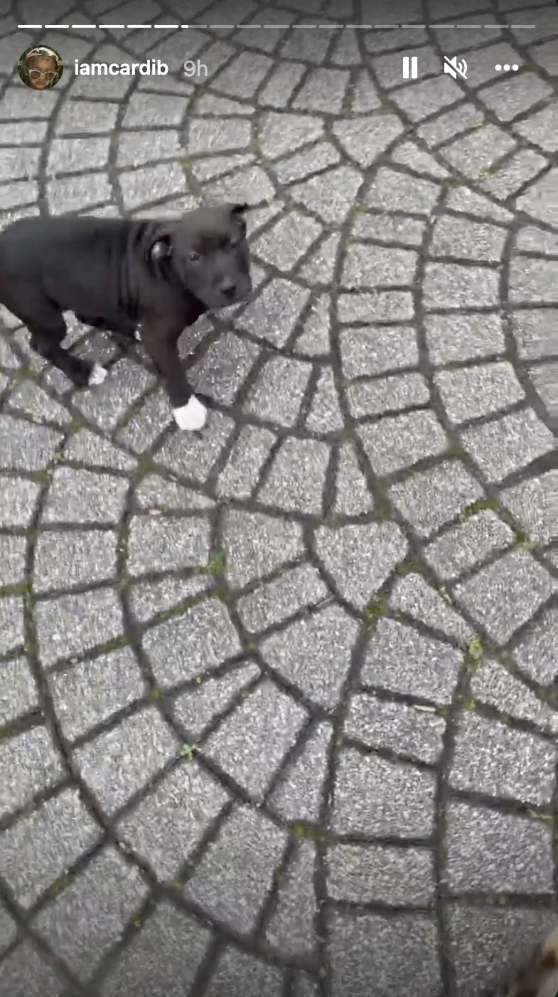 Cardi B and Offset Welcome Their New Pitbull Puppy | PS UK Beauty