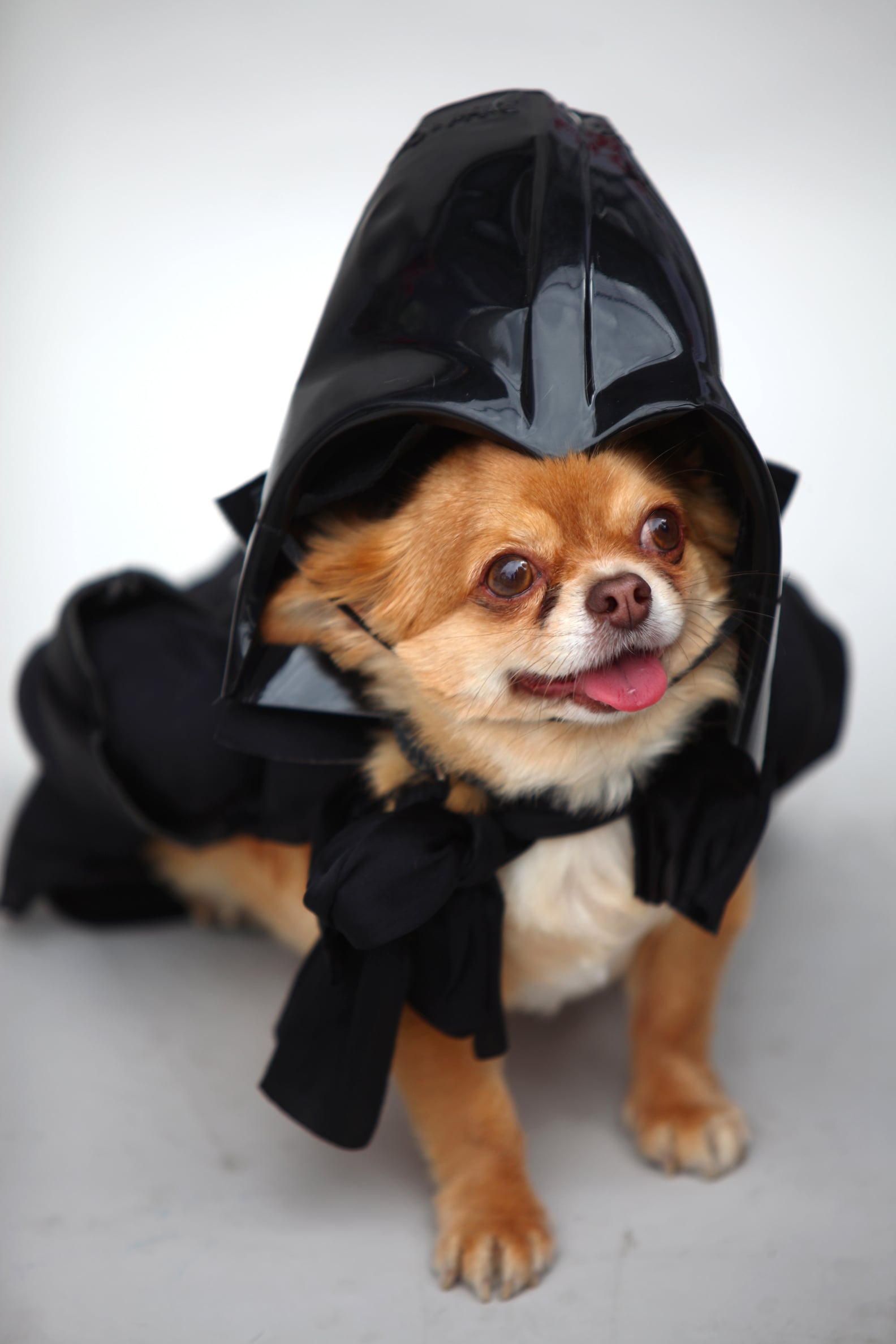 Creative Dog Costumes | PS Tech