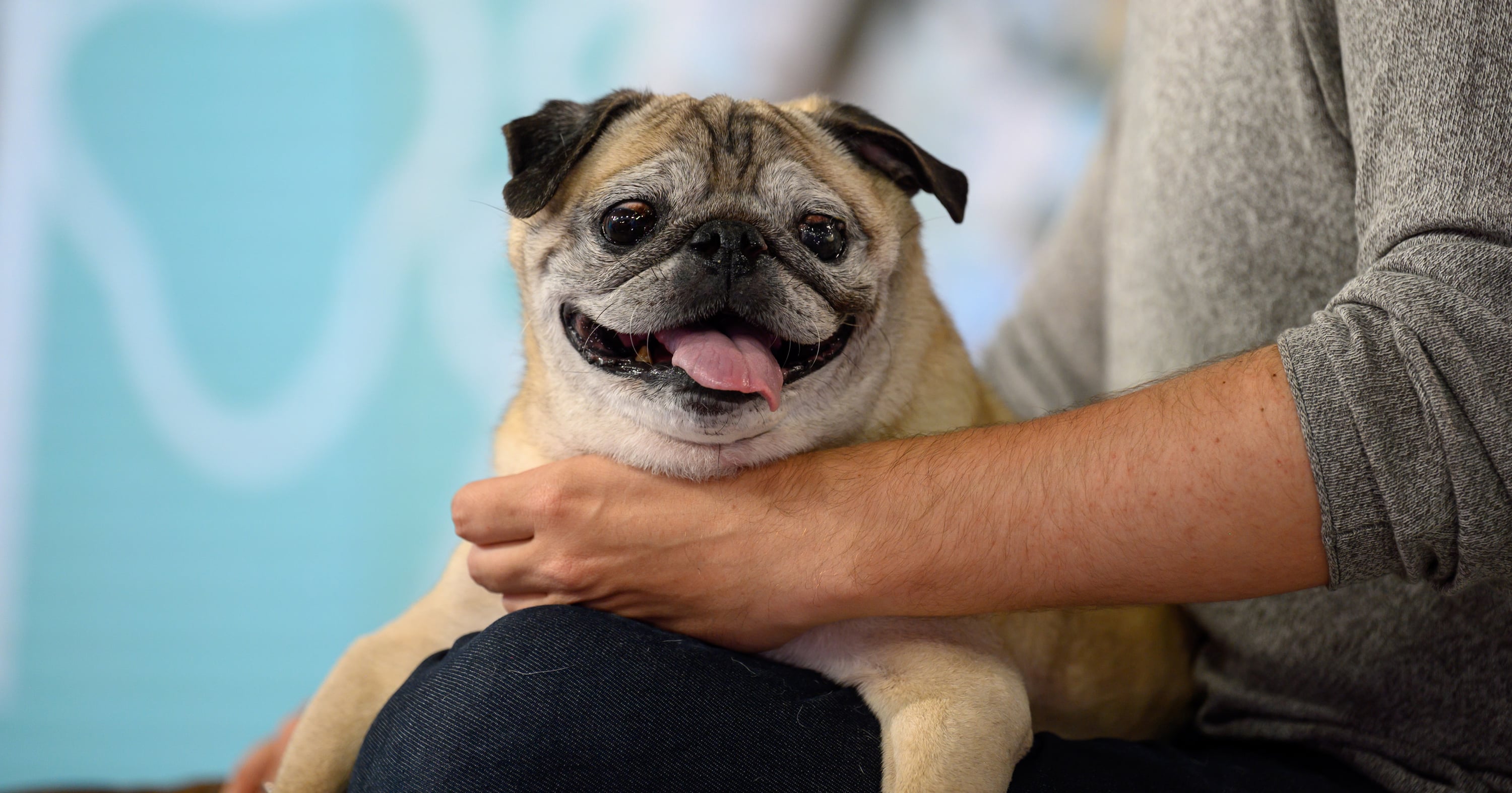 "No Bones Day" Noodle the Pug Dies at Age 14 | POPSUGAR Celebrity