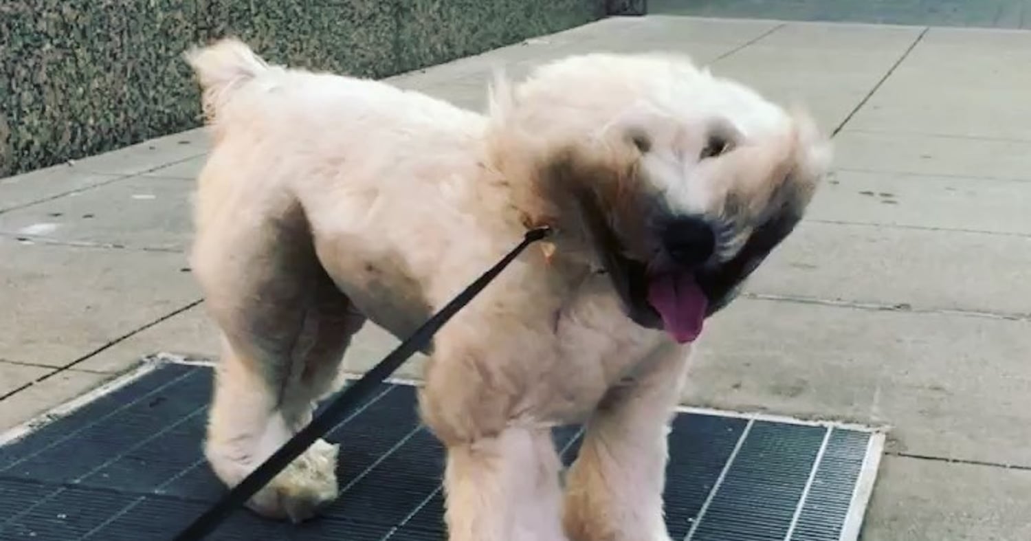 Video of Dog Standing Over Sidewalk Grate | POPSUGAR Pets