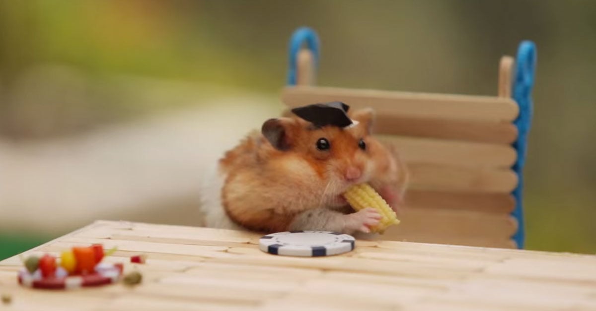 Tiny Hamster BBQ Video | PS Food