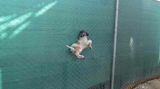 Funny Dog Fails | POPSUGAR Tech