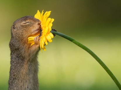 Photos of Squirrel Smelling Flowers From Dick van Duijn | POPSUGAR Pets