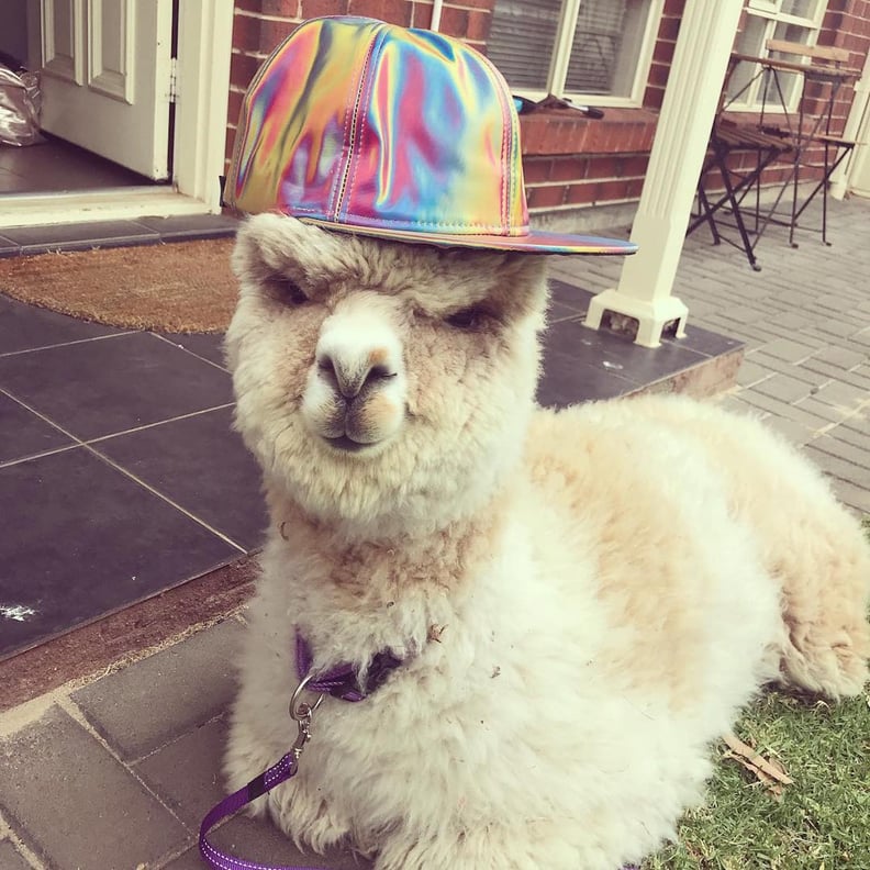 You Need to Follow This Instagram-Famous Alpaca Named Alfie | PS UK Pets