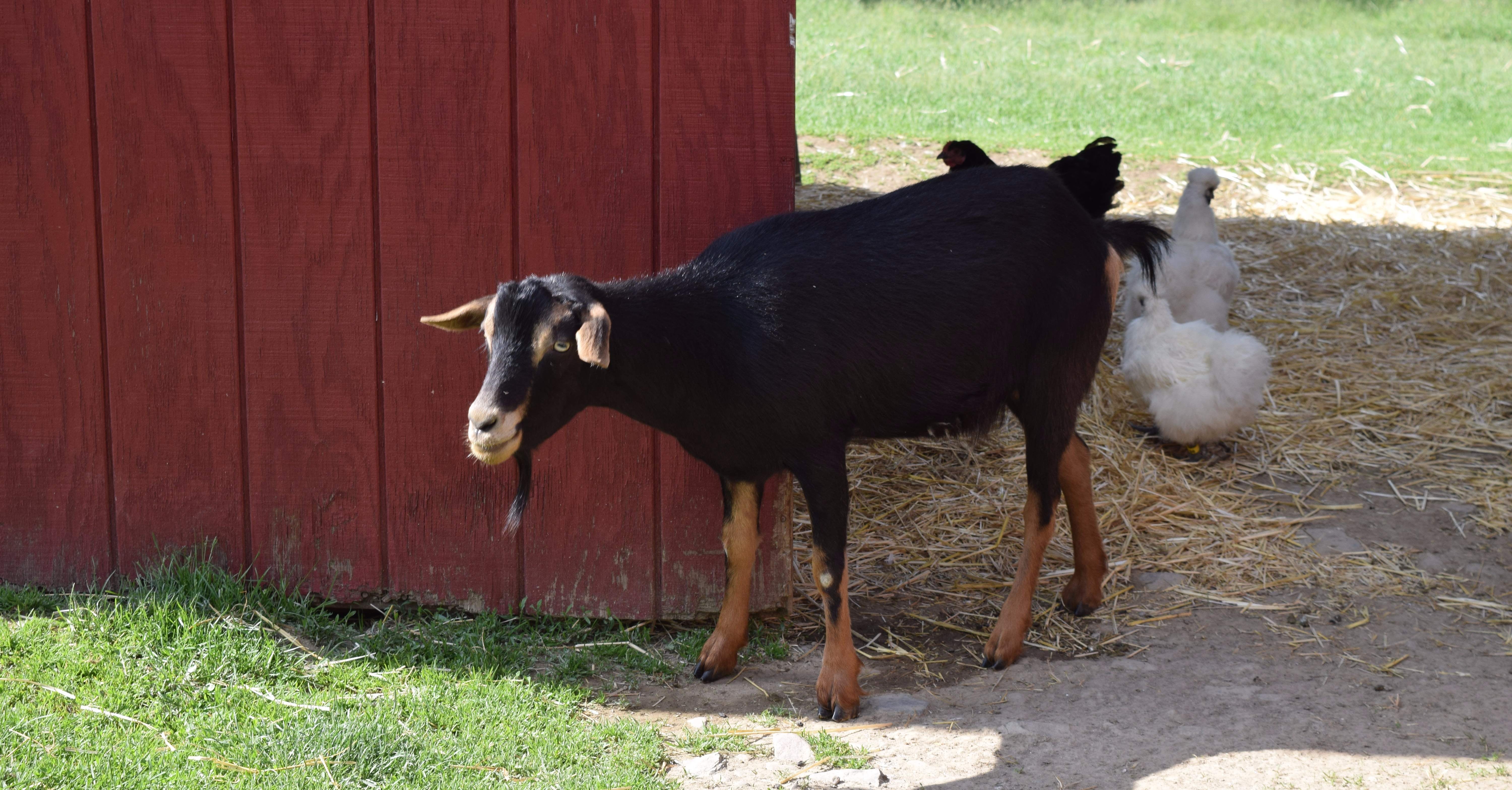 Farm Sanctuary Pictures | PS Smart Living