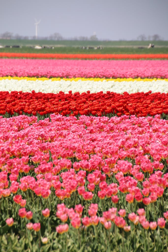 30+ Pretty Photos of Spring to Remind You That It's Coming! | POPSUGAR ...