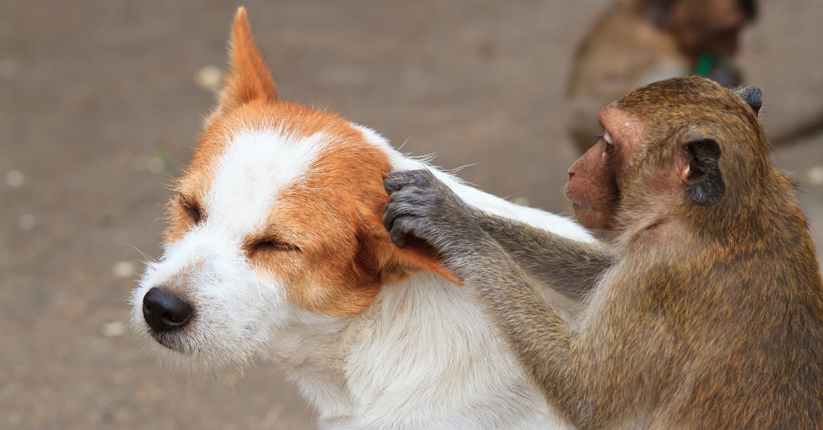 Monkey With Litter of Puppies | Video | PS Pets
