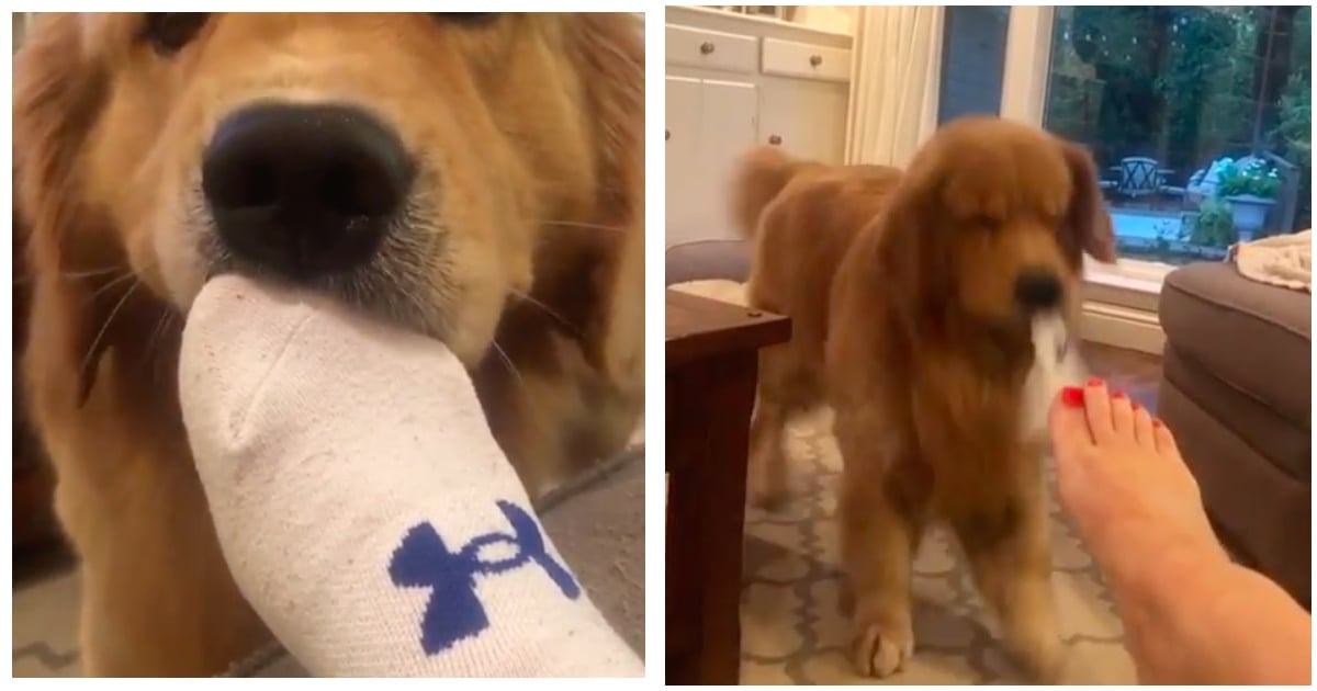 Video of Golden Retriever Stealing a Sock Off a Person | POPSUGAR Pets