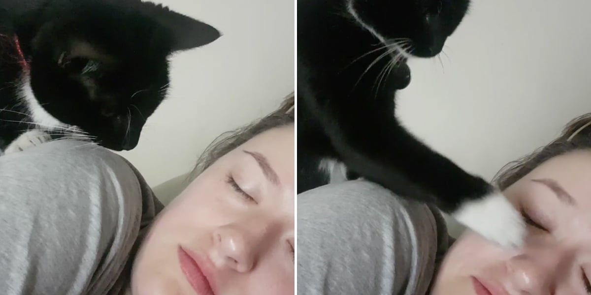 Video of Cat Bopping Her Owner on the Nose to Wake Up | POPSUGAR Pets