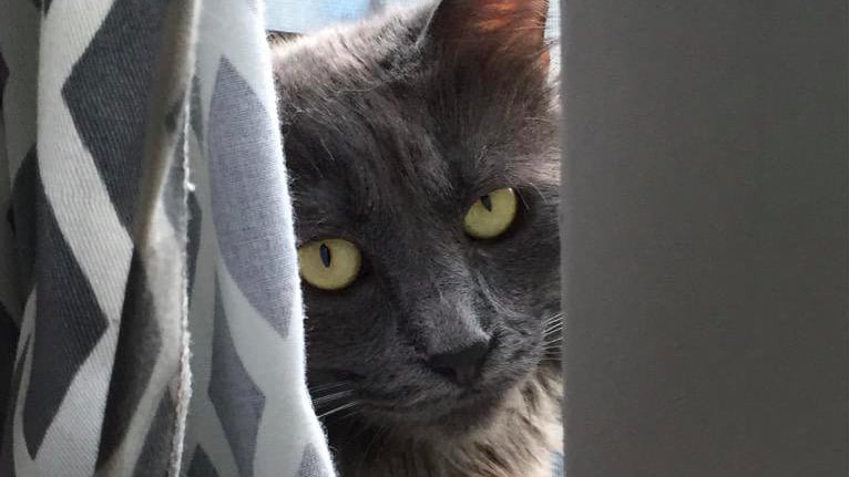 What Happens When a Cat Eats String? | POPSUGAR Pets