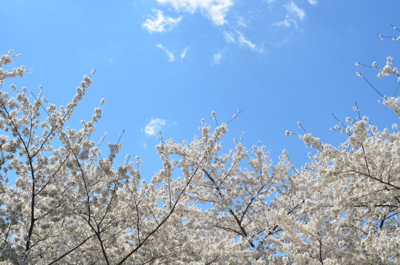 Why Spring Is the Best Season | POPSUGAR Smart Living