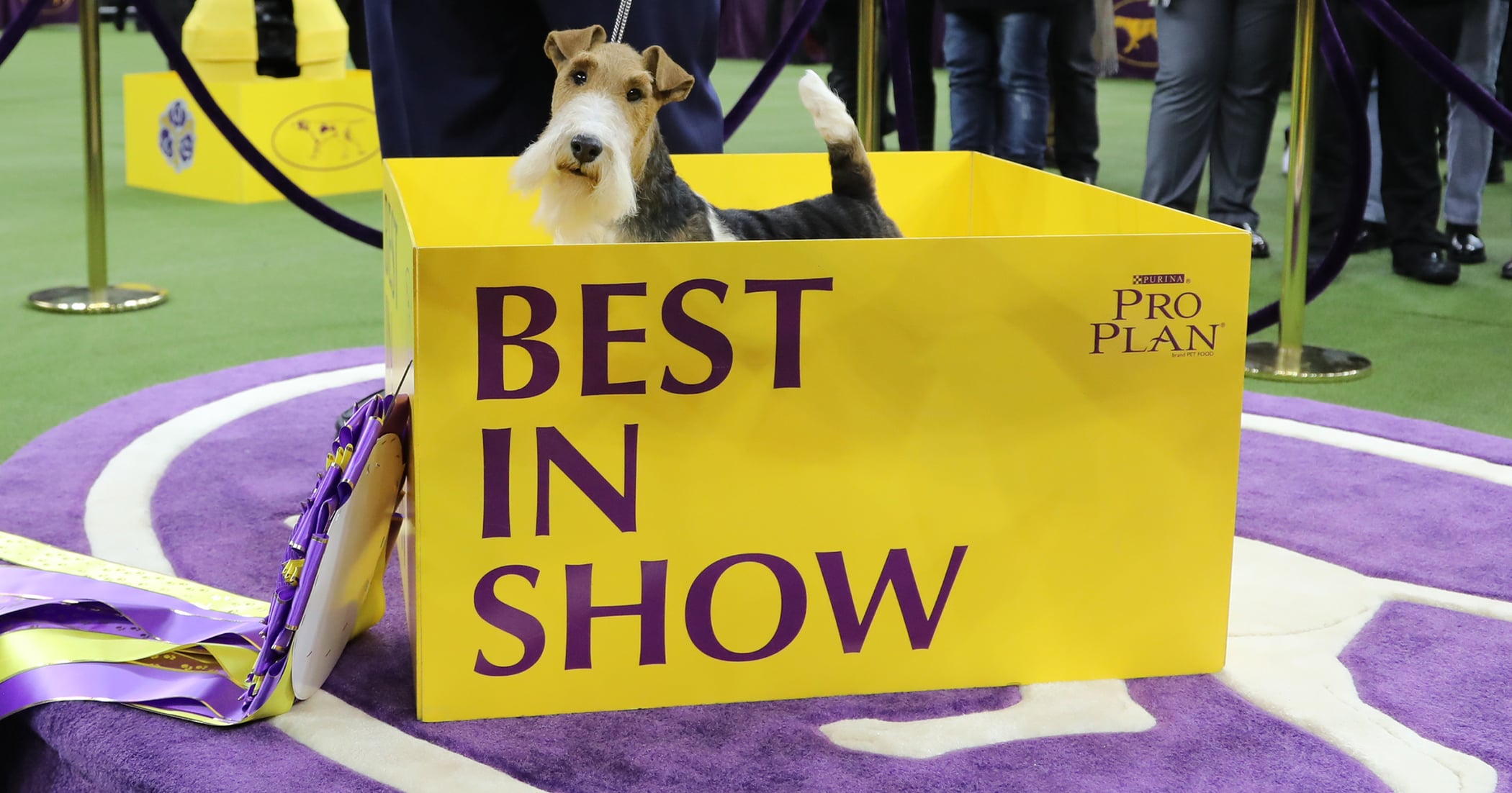 What Really Goes Into Being a Show Dog? | PS Pets
