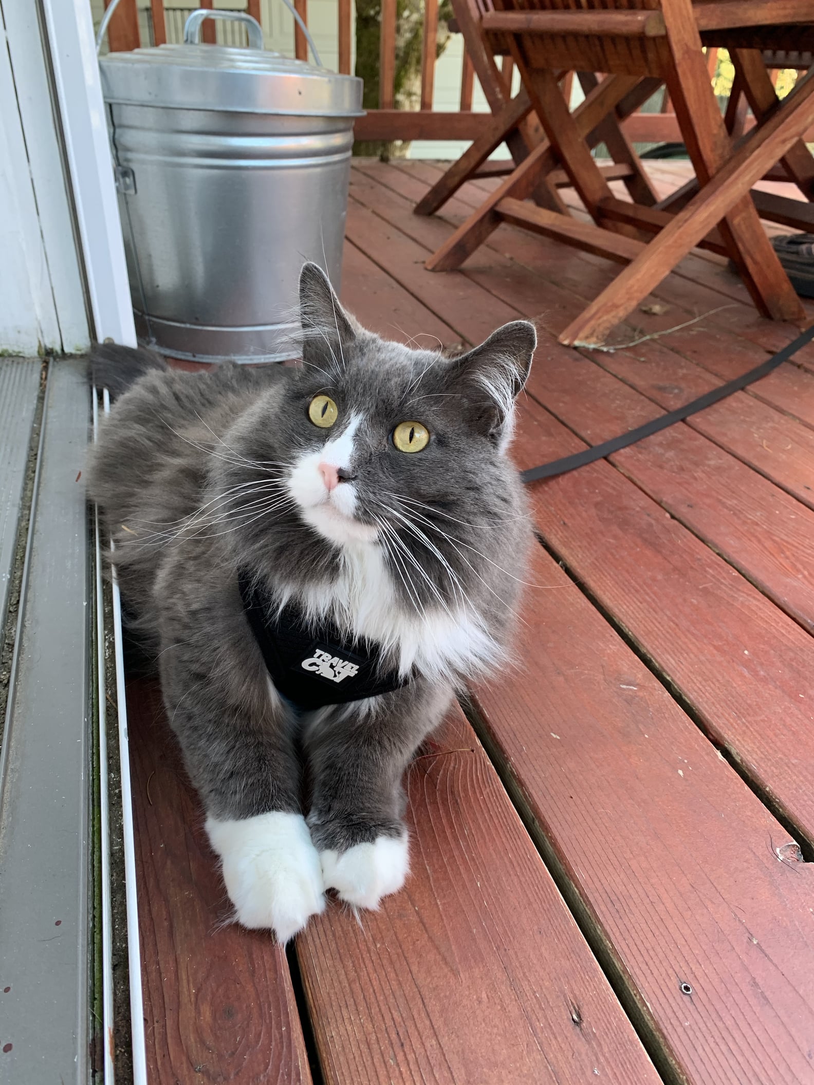 Taylor Swift's Cat Backpack, Review With Pictures | PS Pets