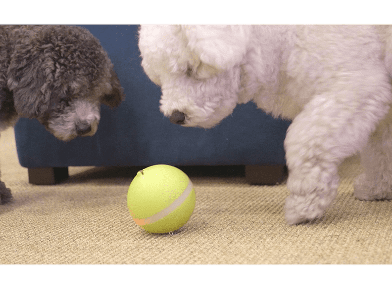 Interactive Ball For Pets | POPSUGAR Family