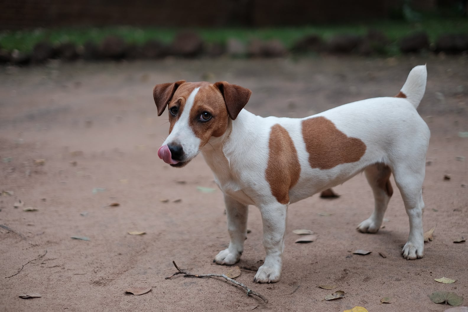 Photos of Common Ear Shapes For Dogs and Puppies | POPSUGAR Pets