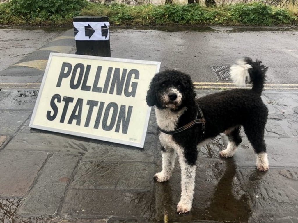 Cutest Dogs at the 2019 UK General Election Polling Stations | POPSUGAR ...
