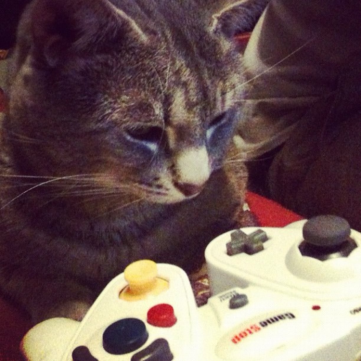 Cats Playing Video Games | PS Tech