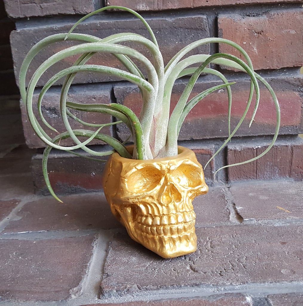 Skull Succulent Planters | POPSUGAR Home