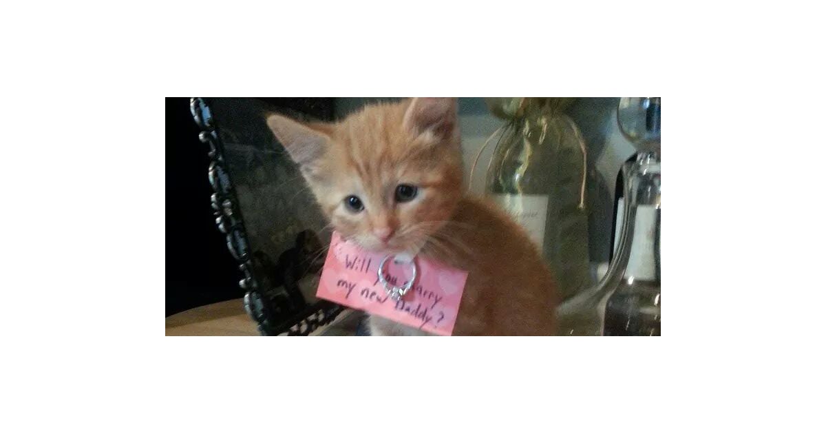 Kitten Proposal Pictures | POPSUGAR Love & Sex