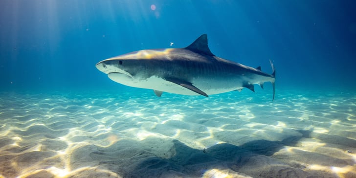 Discovery Shark Week 2019 Lineup | POPSUGAR Smart Living