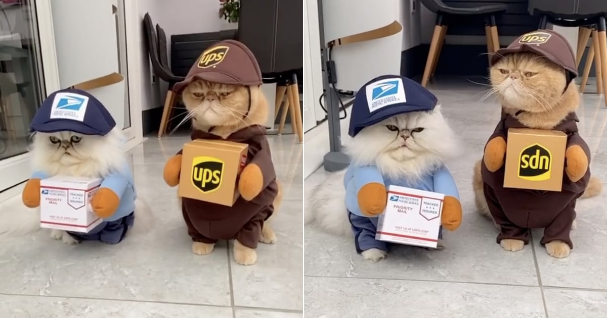 Cats Dressed Up in Mail Carrier Costumes For Halloween | PS Pets