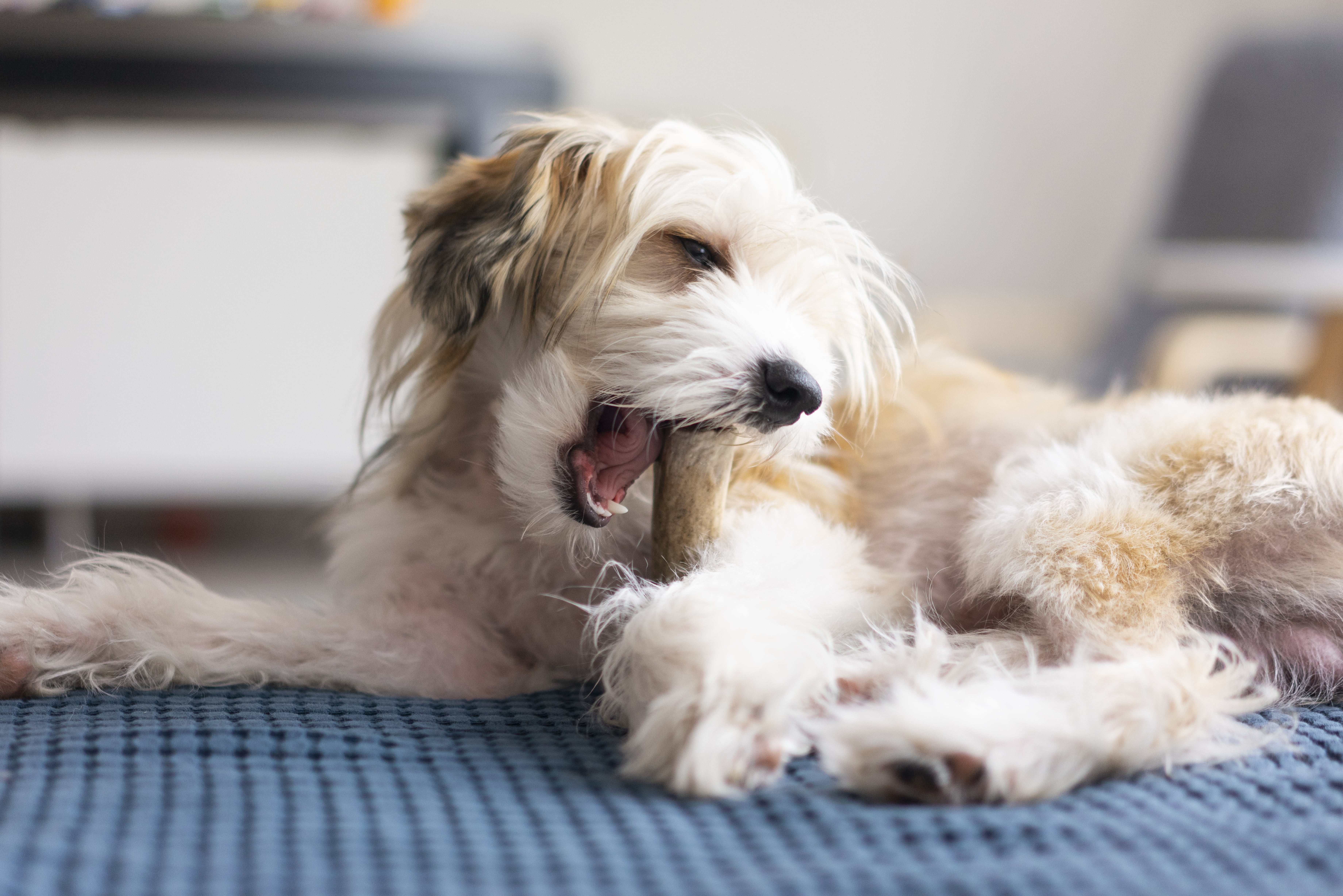 How Can I Make My Dogs Bones Stronger