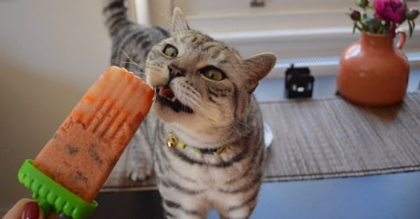 Homemade Salmon Popsicle Cat Treat | POPSUGAR Pets