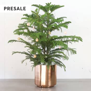 Best Live Tabletop Christmas Trees 2019 | PS UK Home