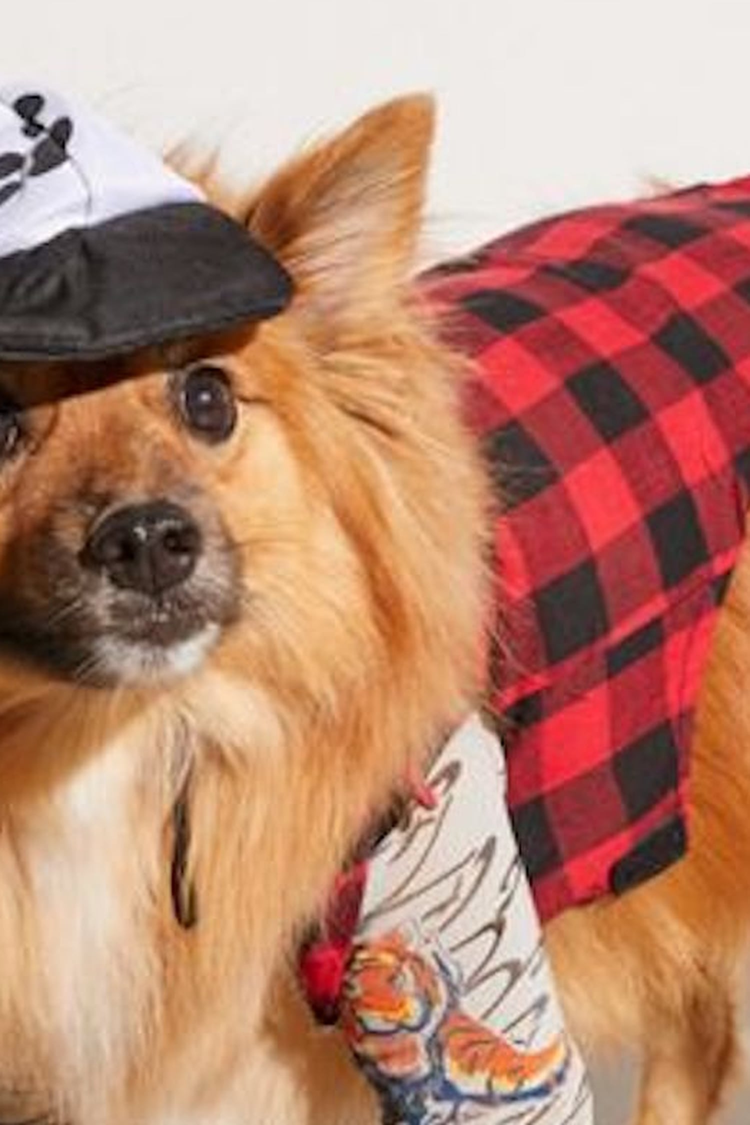 Urban Outfitters Has a Hipster Dog Costume For Halloween | POPSUGAR Pets
