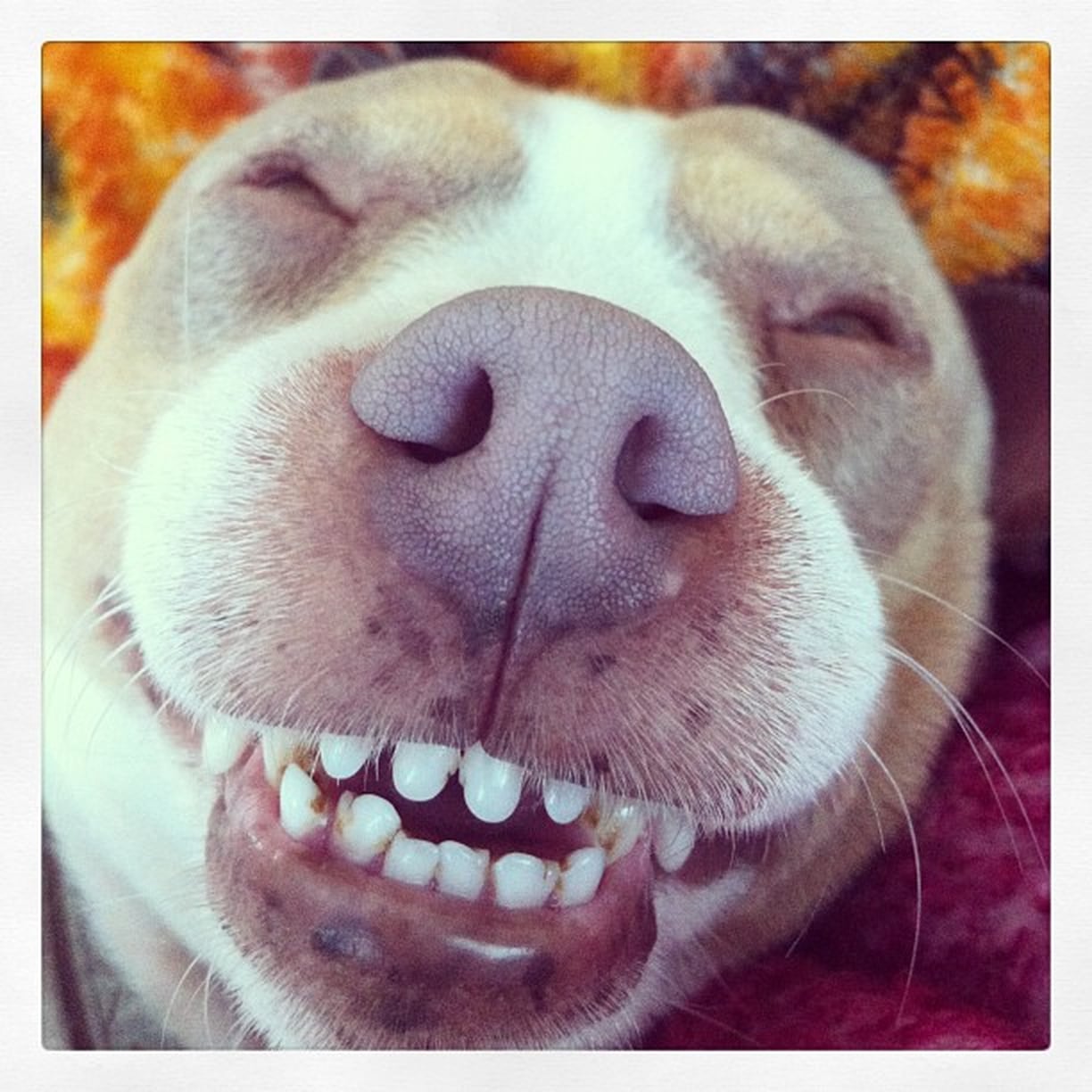 Adorable Smiling Pets | POPSUGAR Pets
