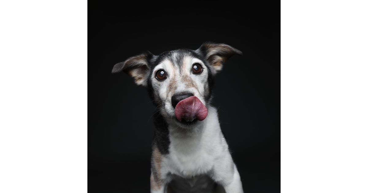 Dogs Catching Treats Photo Series | POPSUGAR UK Parenting Photo 63