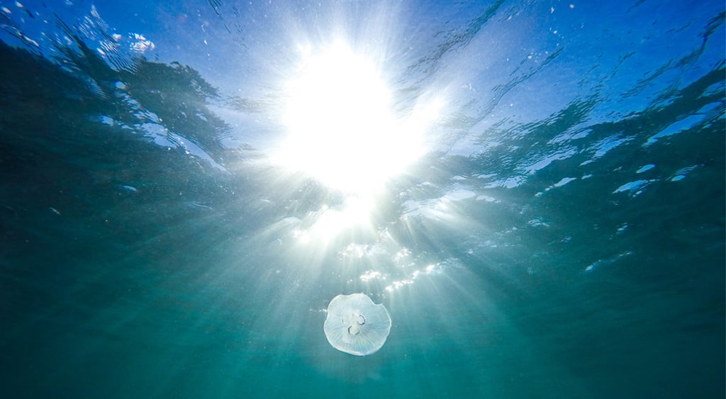 3D Ocean Map Can Help Marine Preservation | POPSUGAR Tech