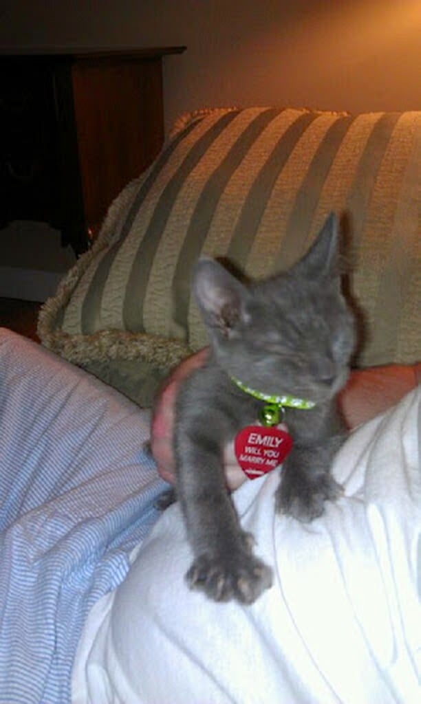 Kitten Proposal Pictures | PS Love