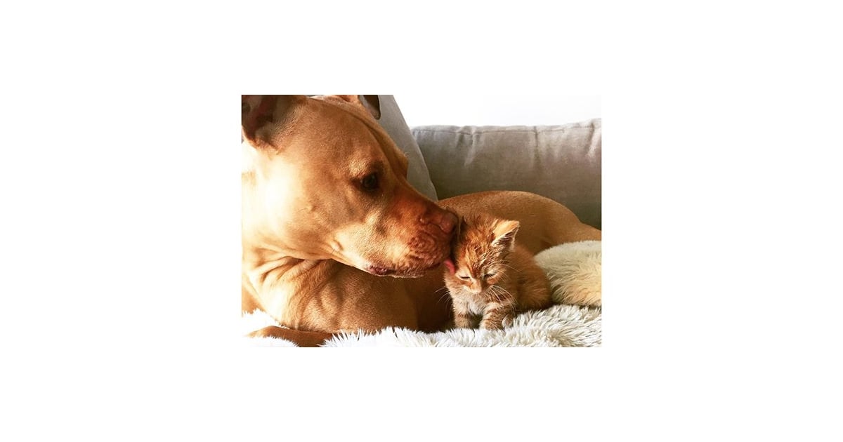 Bubba and Rue, Cat and Dog Friends Instagram | POPSUGAR Pets