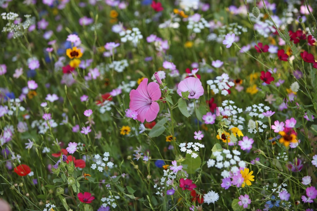 Let’s Go Flower Chasing — Top 10 Destinations to See Spring Flowers ...