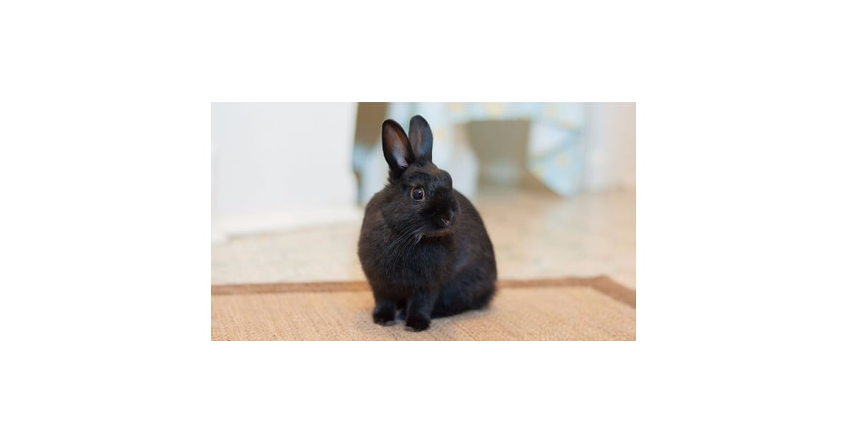 Rescued Bunny up For Adoption | POPSUGAR Pets