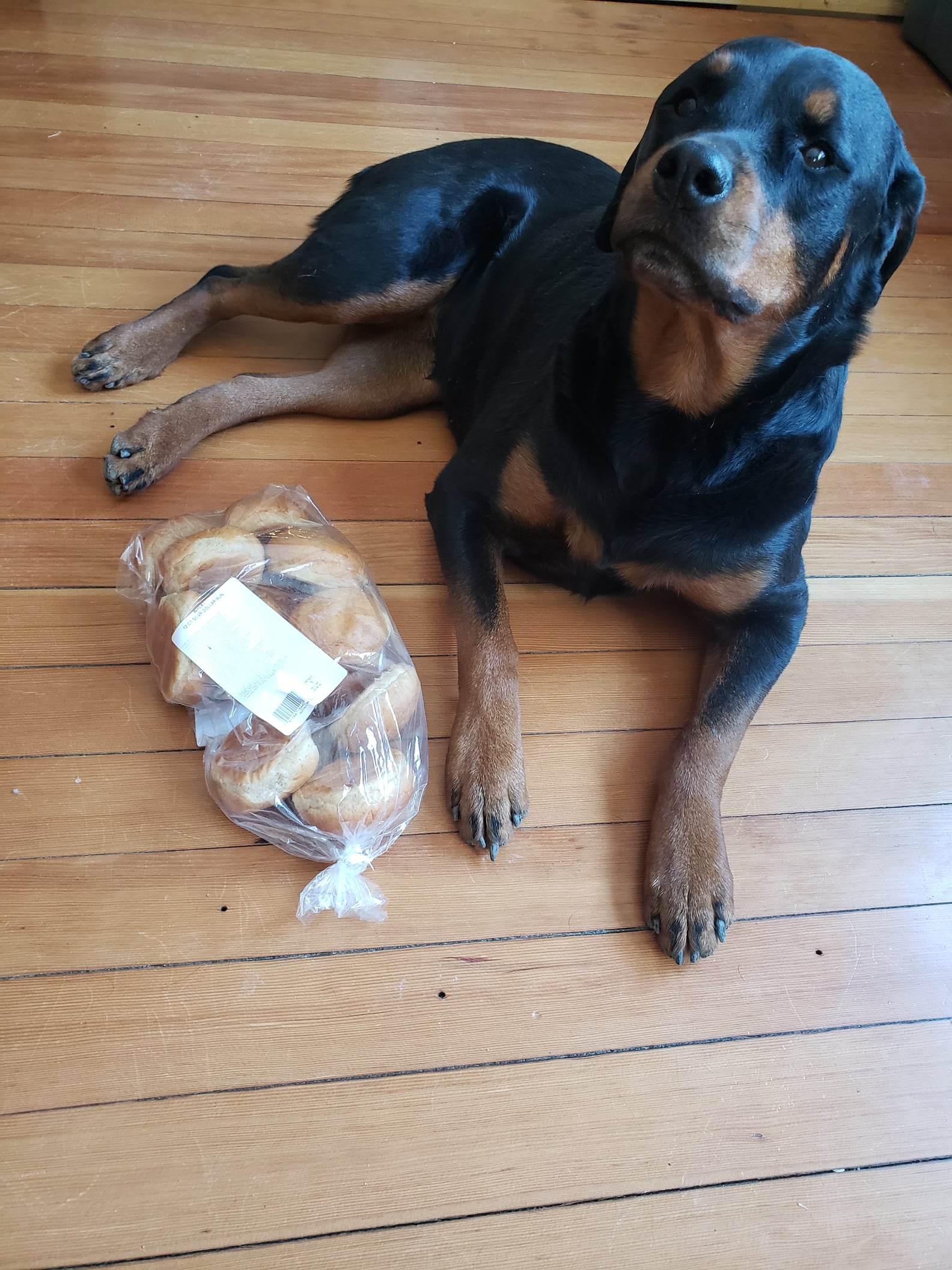 Dog Guards Family's Bread When They Leave the House | PS Pets