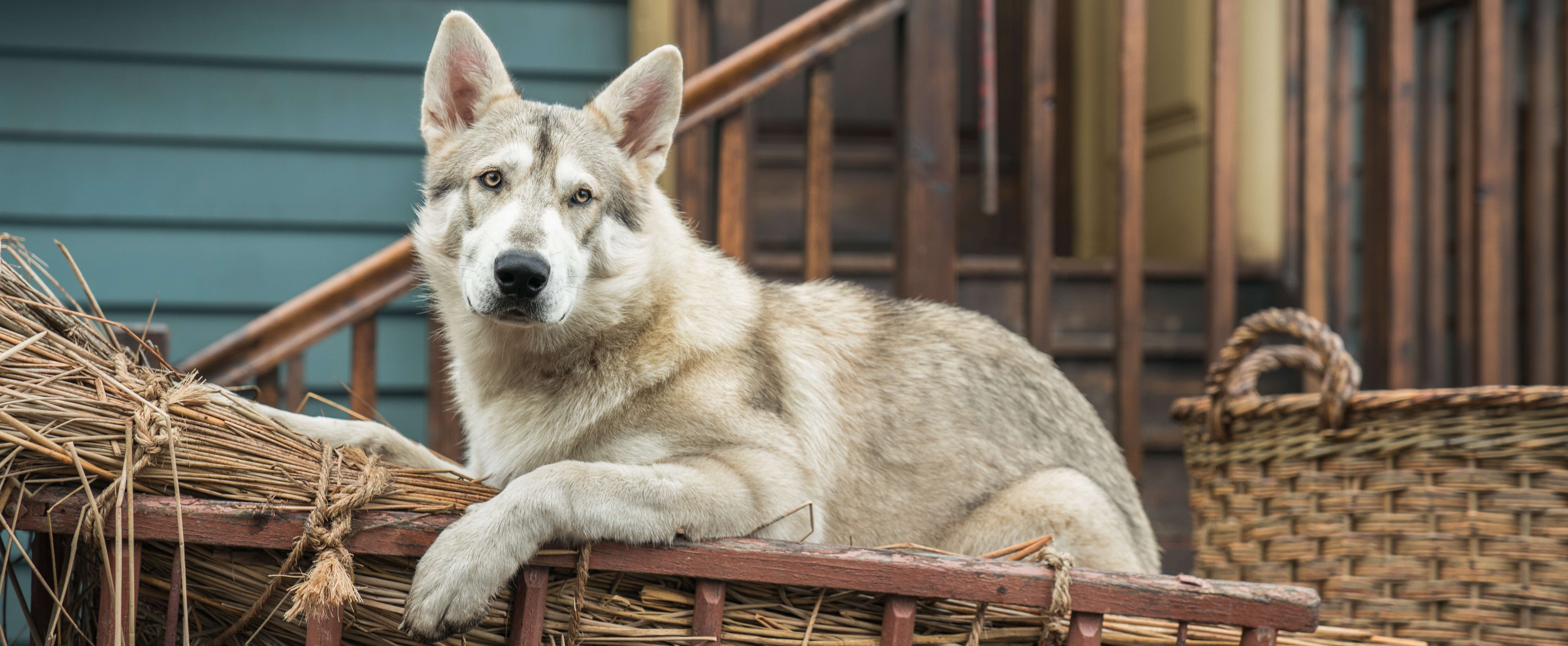 What Breed of Dog Is Rollo on Outlander? | PS Entertainment