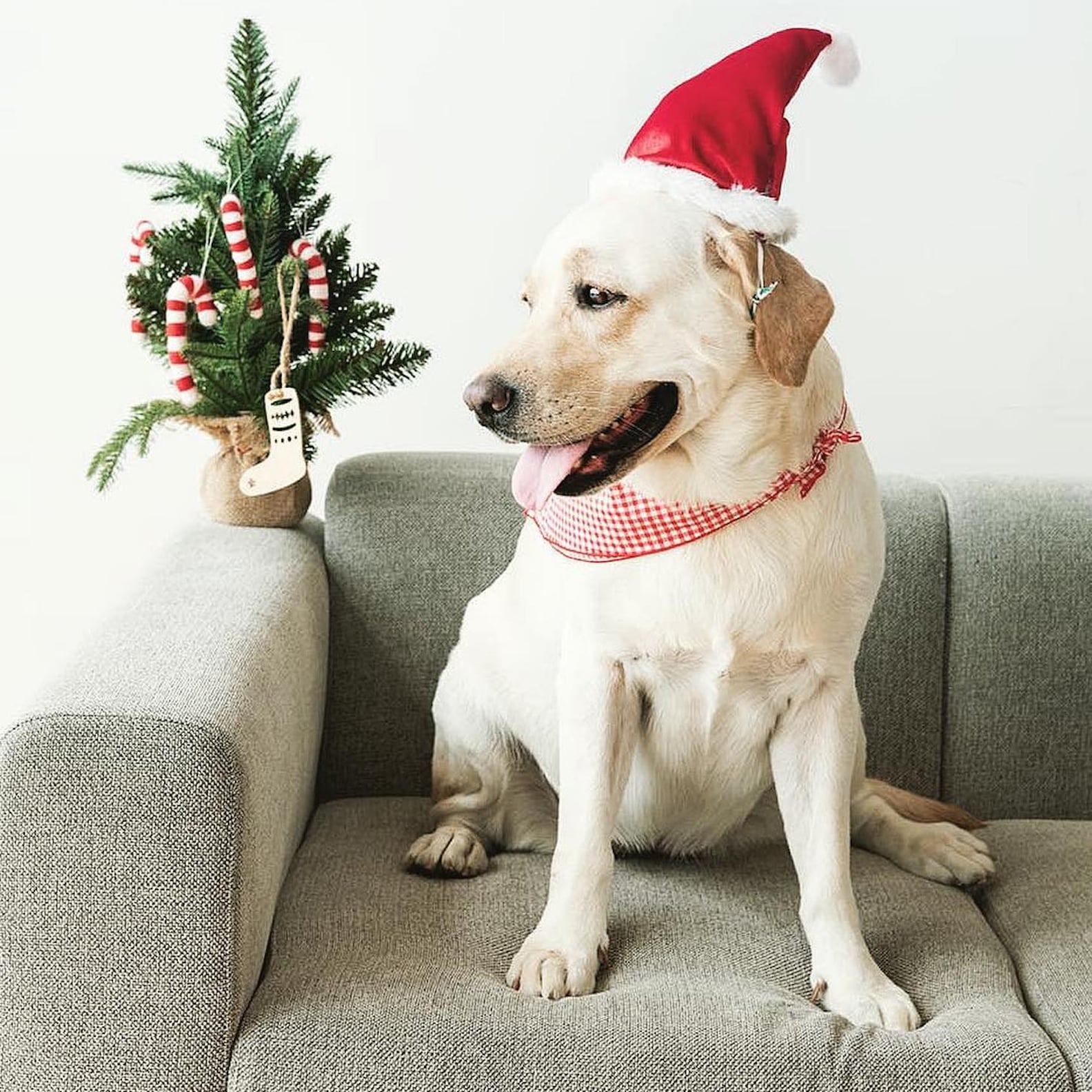 Festive Holiday Pet Photos | PS Pets