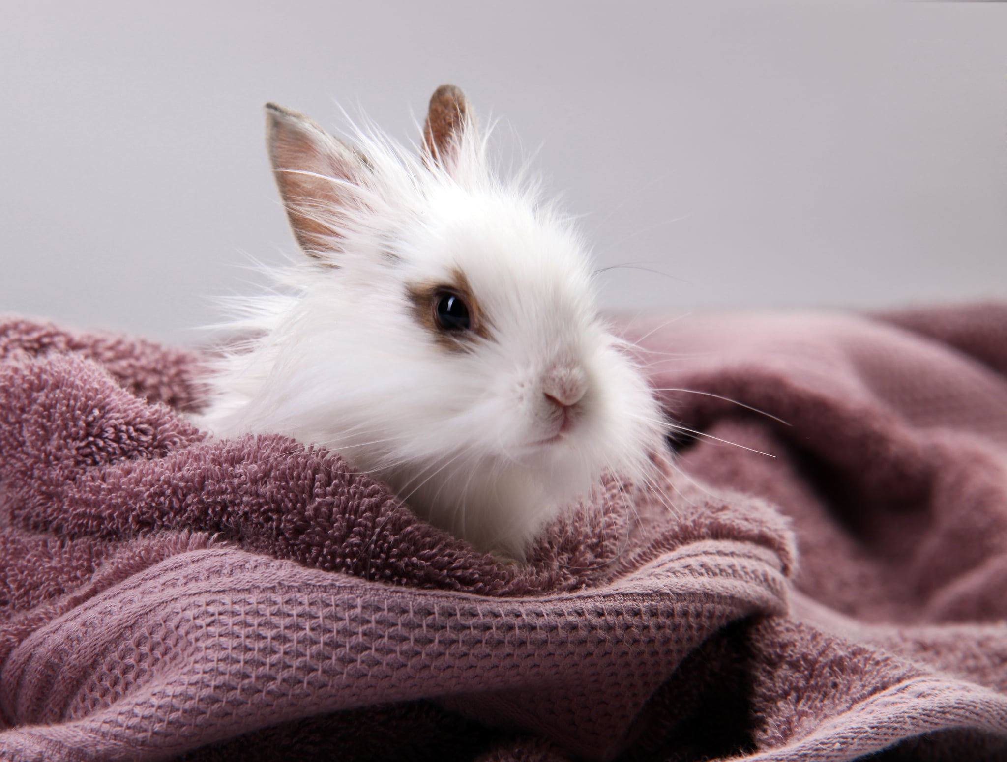 Rabbit Bath Videos | POPSUGAR Pets